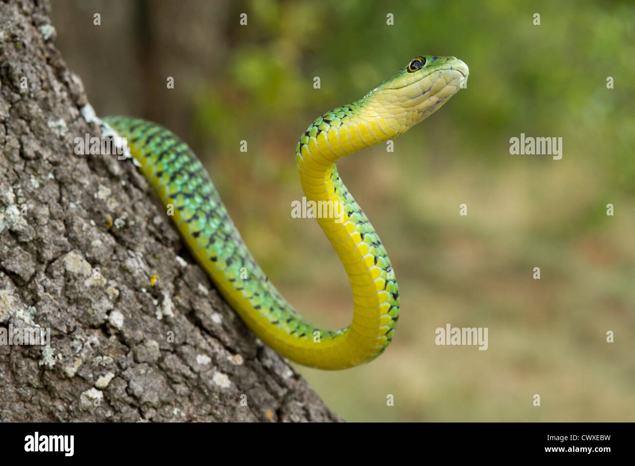 African bush snake hi-res stock photography and images - Alamy