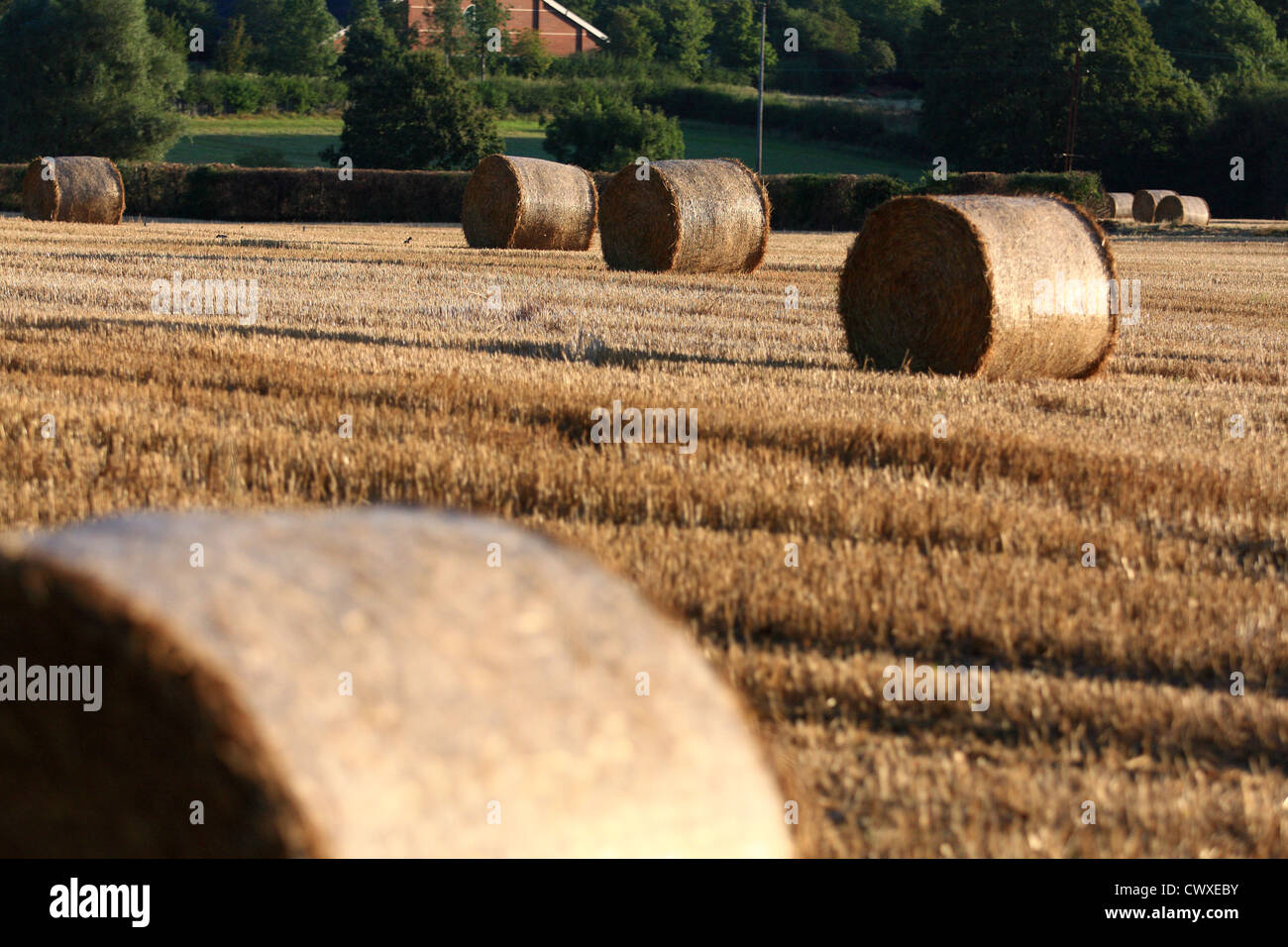Straw bale rolls view in hi-res stock photography and images - Alamy