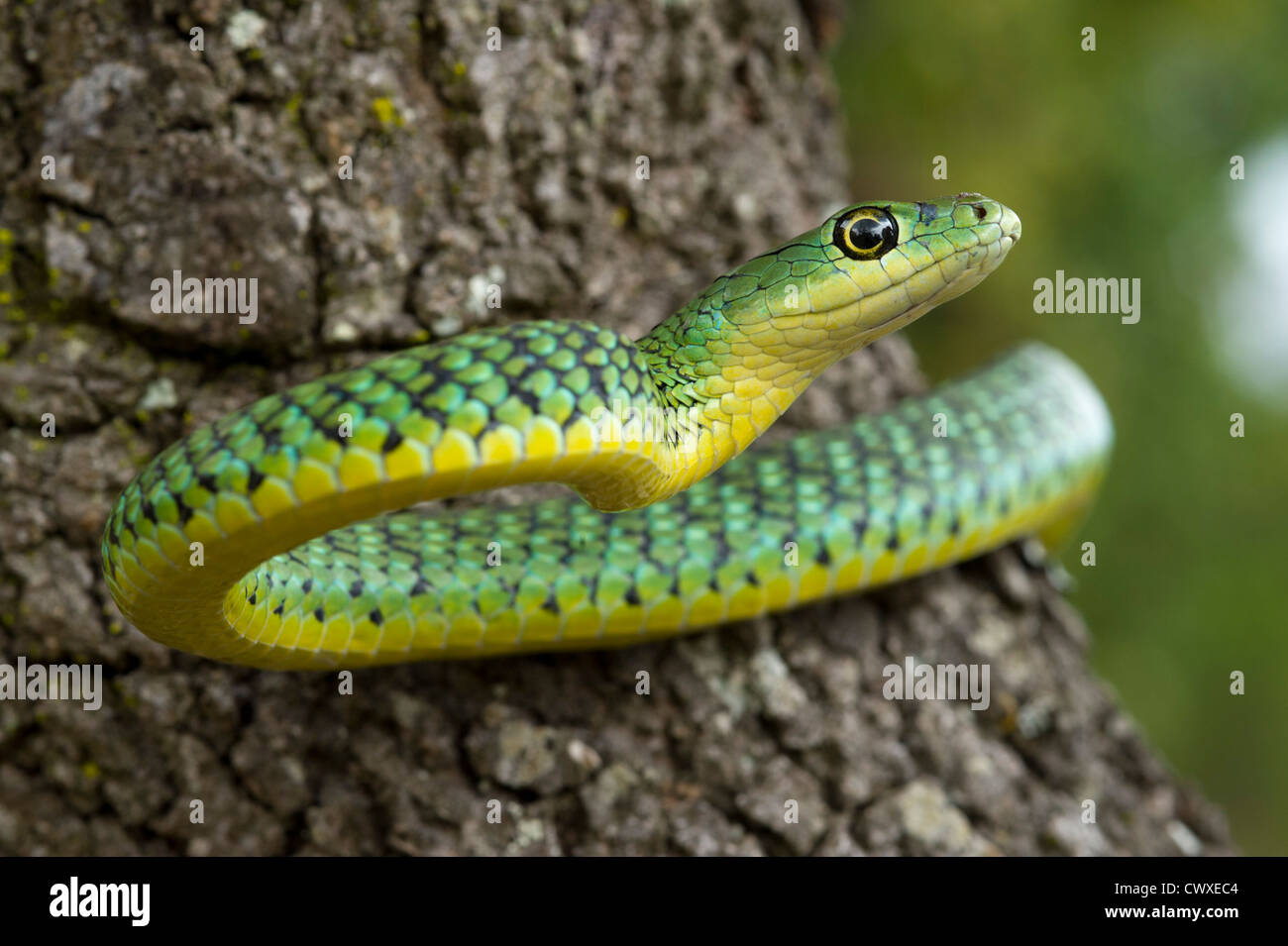 Spotted bush snake, Philothamnus semivariegatus, Akagera National Park ...