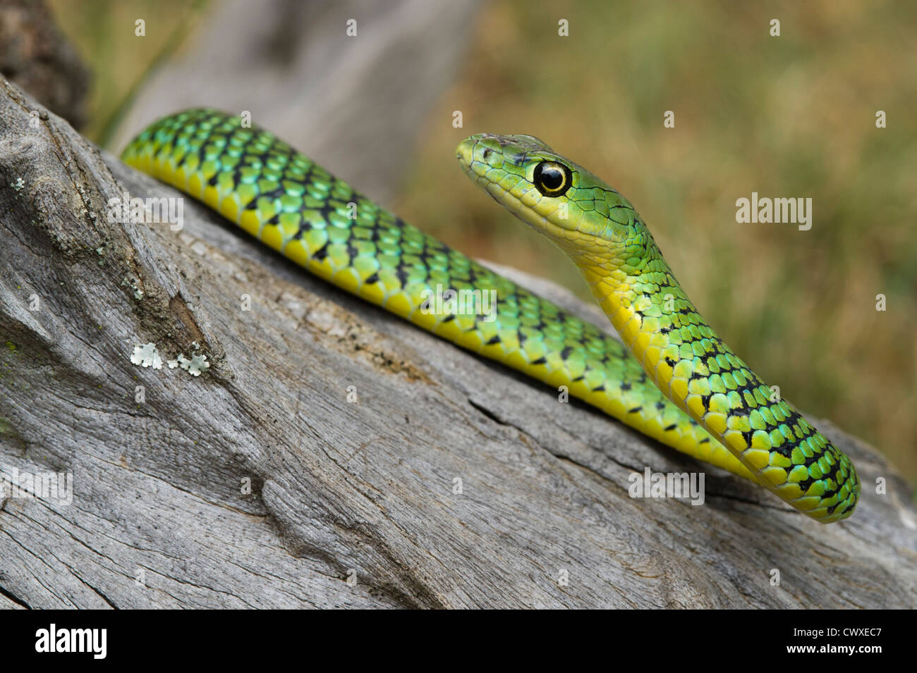 Spotted bush snake, Philothamnus semivariegatus, Akagera National Park ...