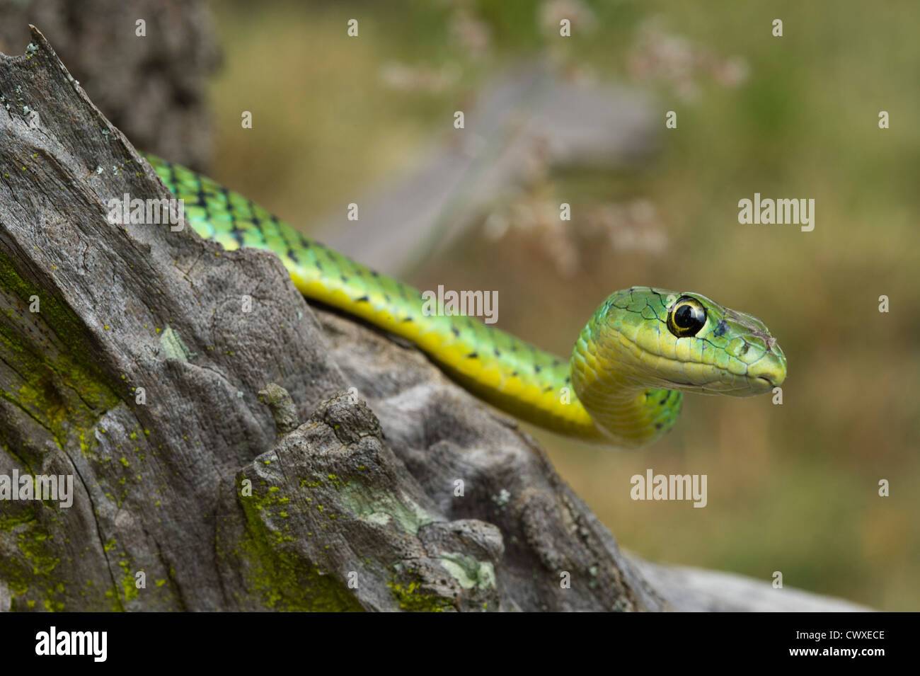 Spotted bush snake, Philothamnus semivariegatus, Akagera National Park ...