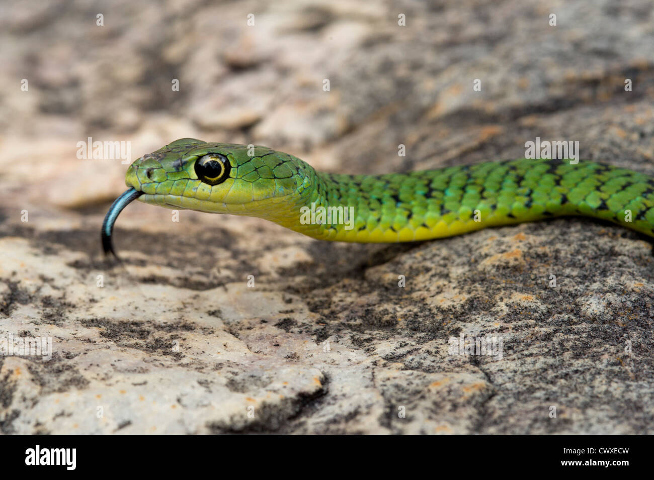Spotted bush snake, Philothamnus semivariegatus, Akagera National Park ...