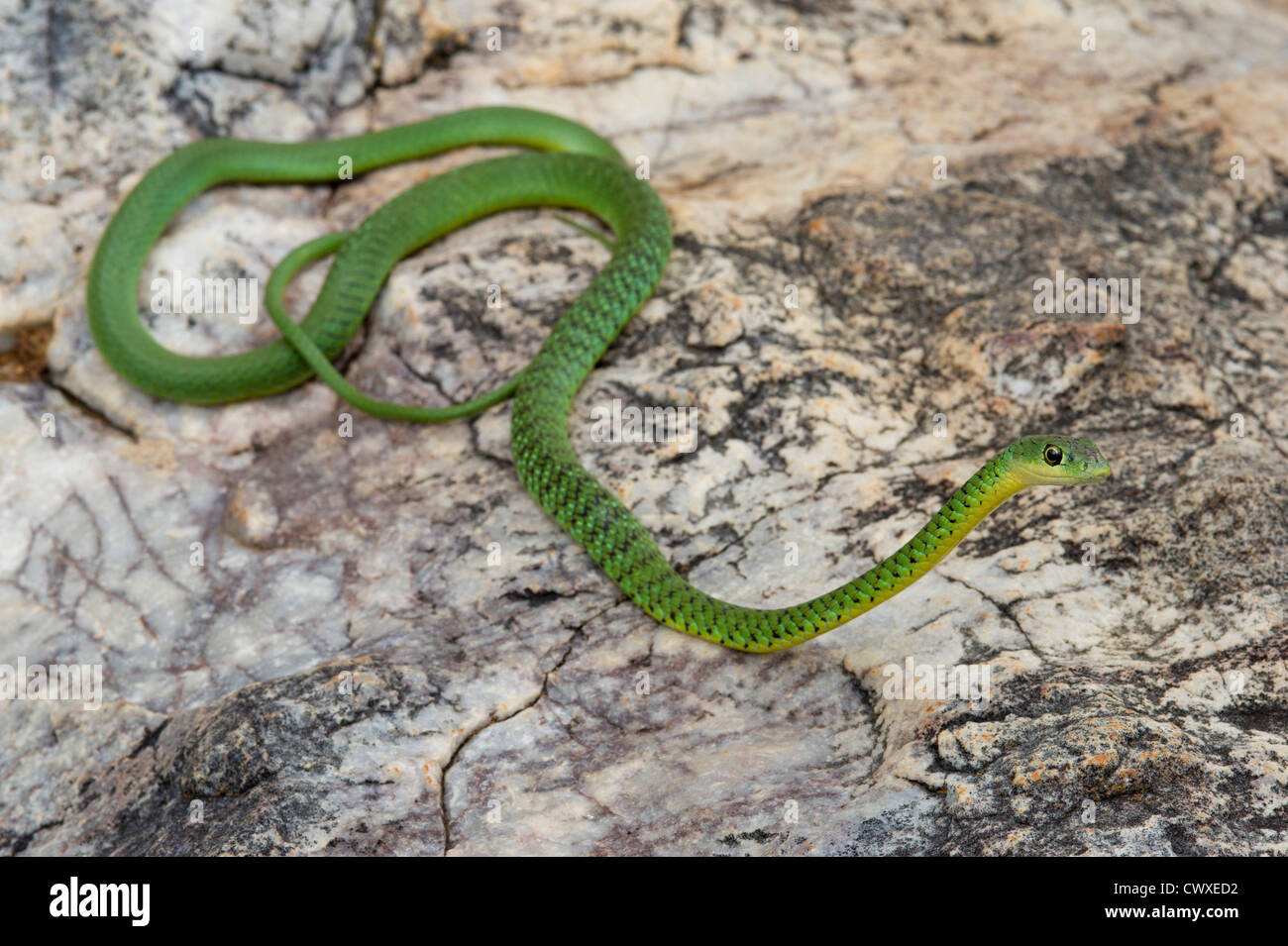 Spotted bush snake, Philothamnus semivariegatus, Akagera National Park ...