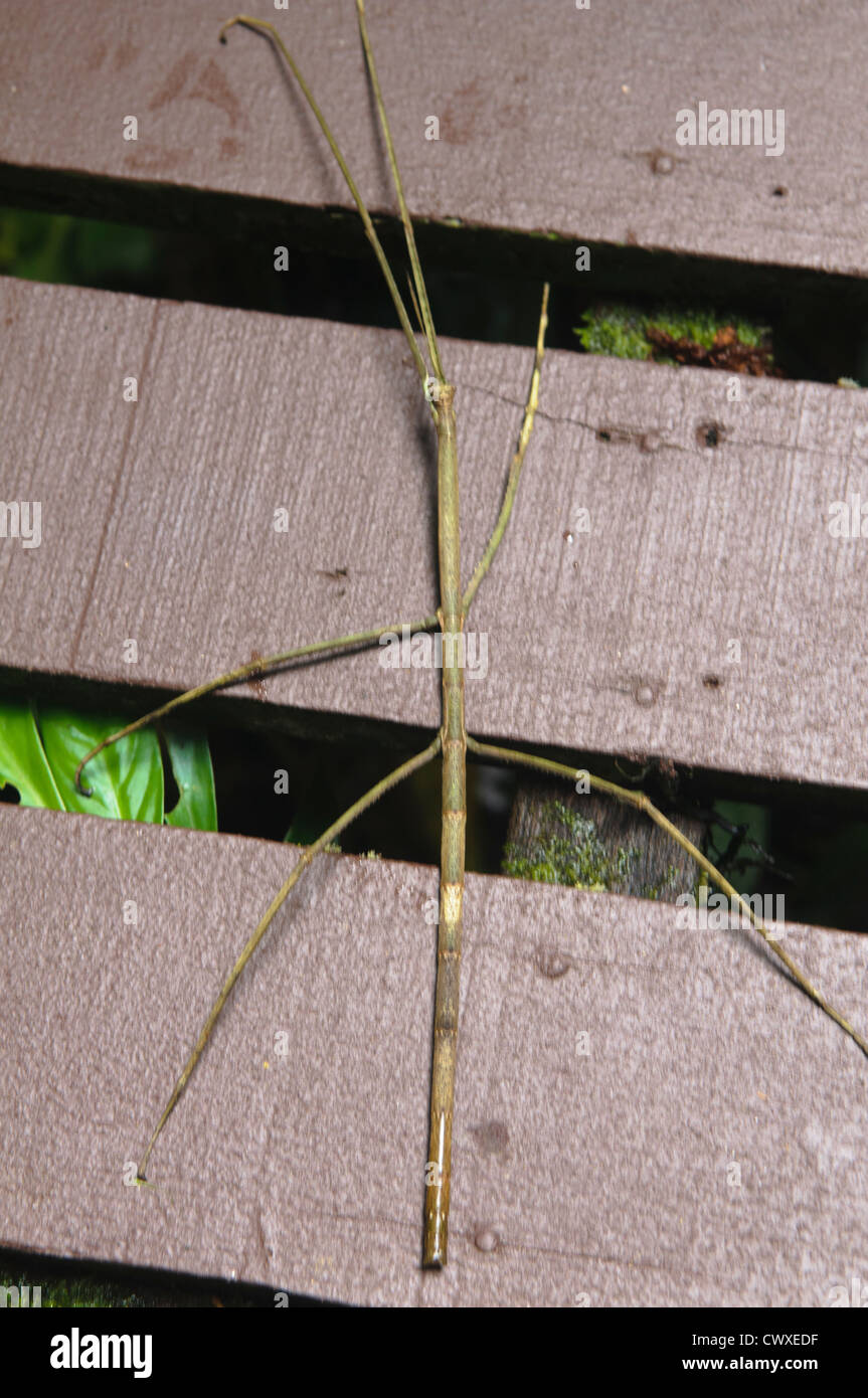 stick insect (Phasmatidea Phamida) in Mulu National Park, Sarawak ...