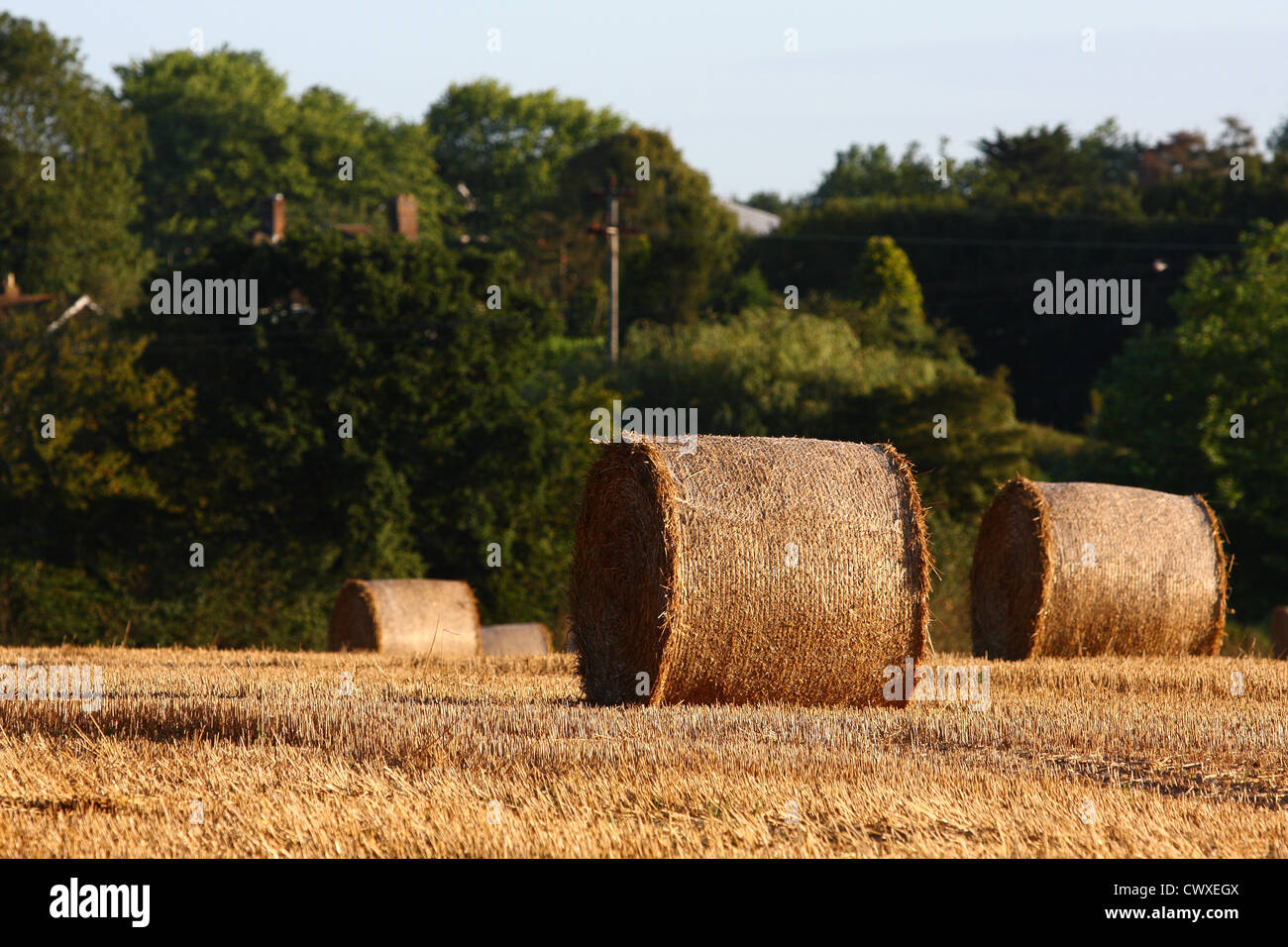 rolls of hay in a field Stock Photo - Alamy