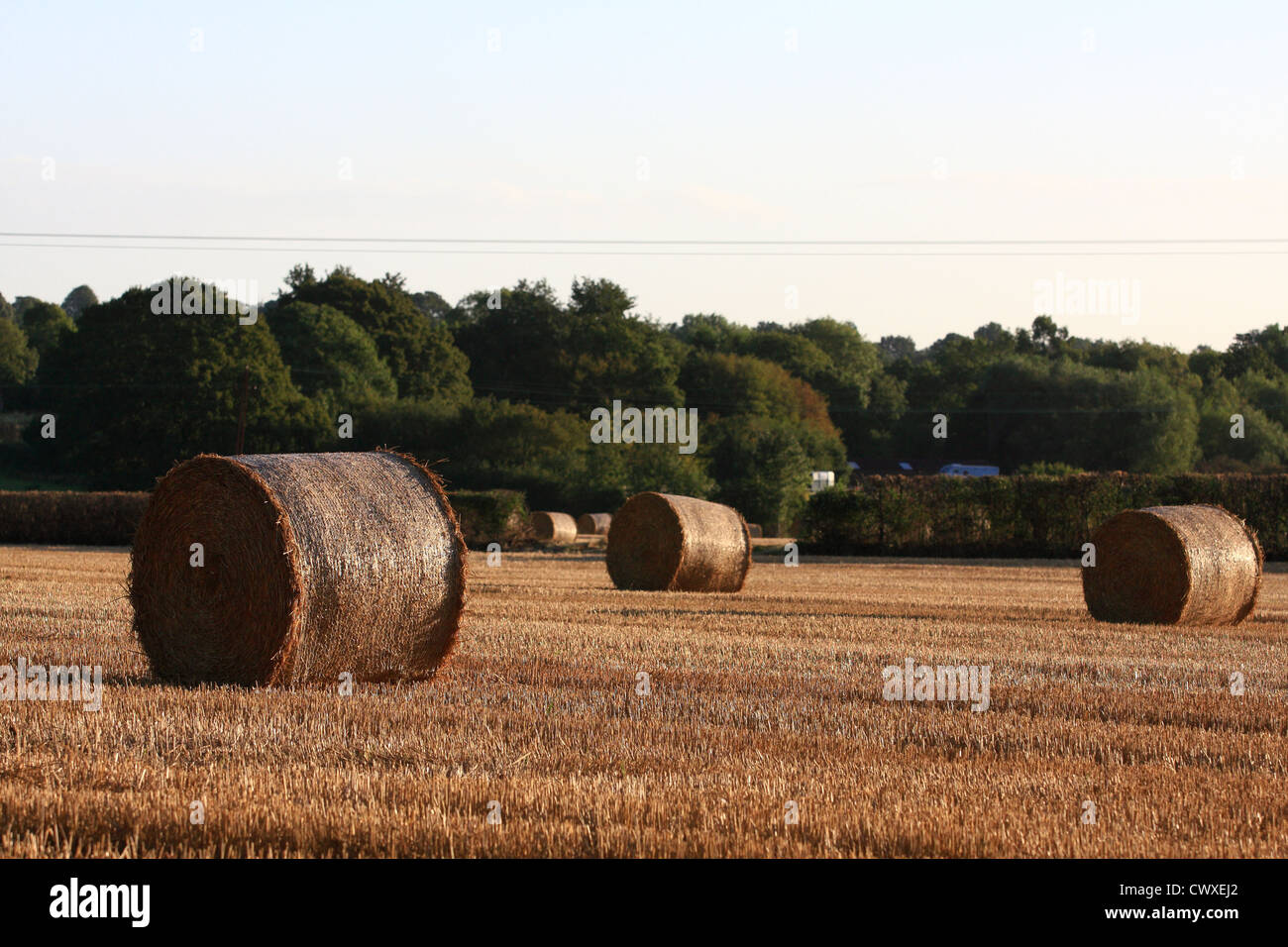 rolls of hay in a field Stock Photo - Alamy