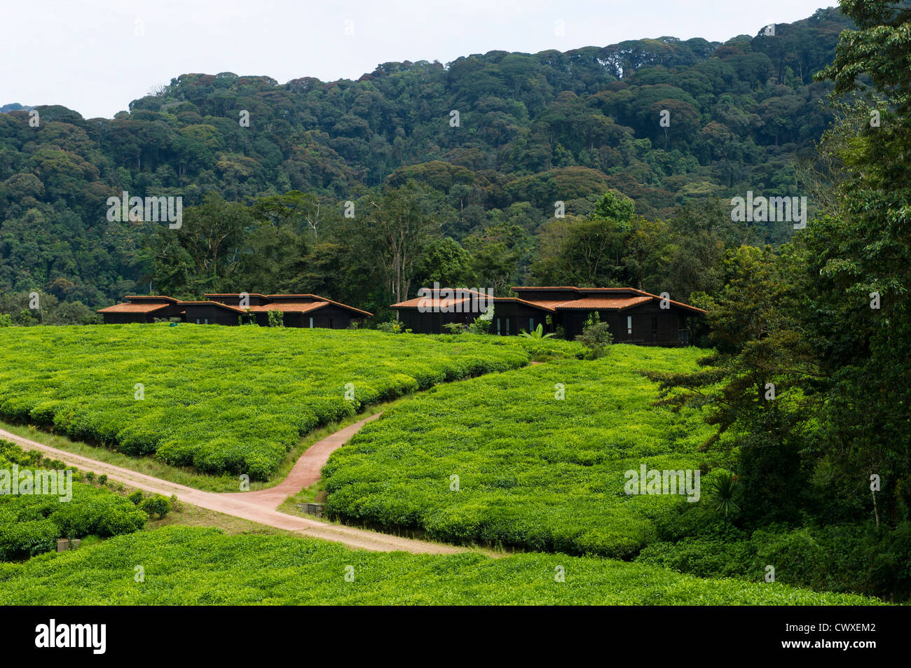 Nyungwe Forest Lodge set between tea plantations, Nyungwe Forest ...