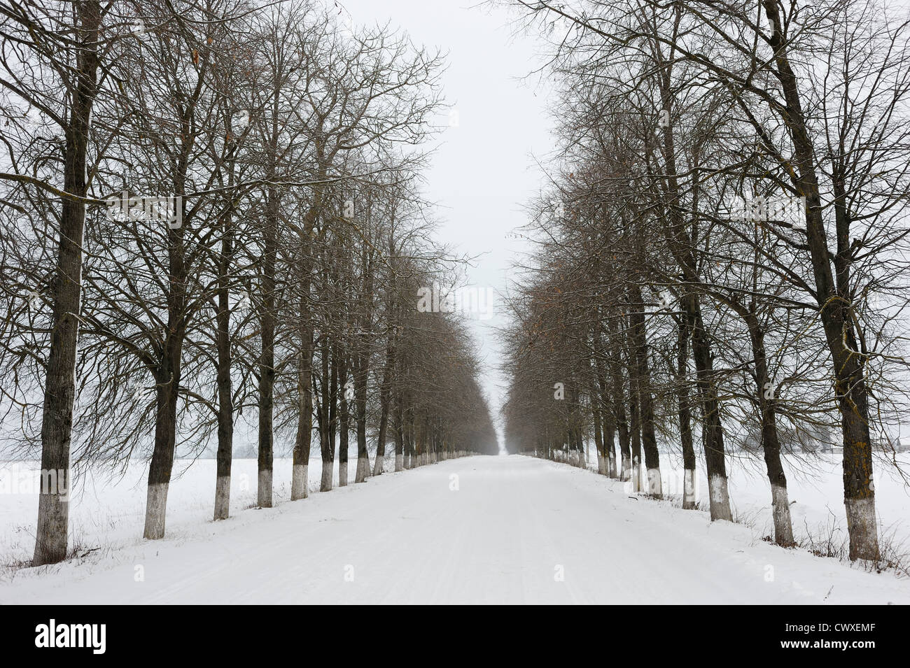 Winter day, snow-covered rural road with planted trees Stock Photo - Alamy