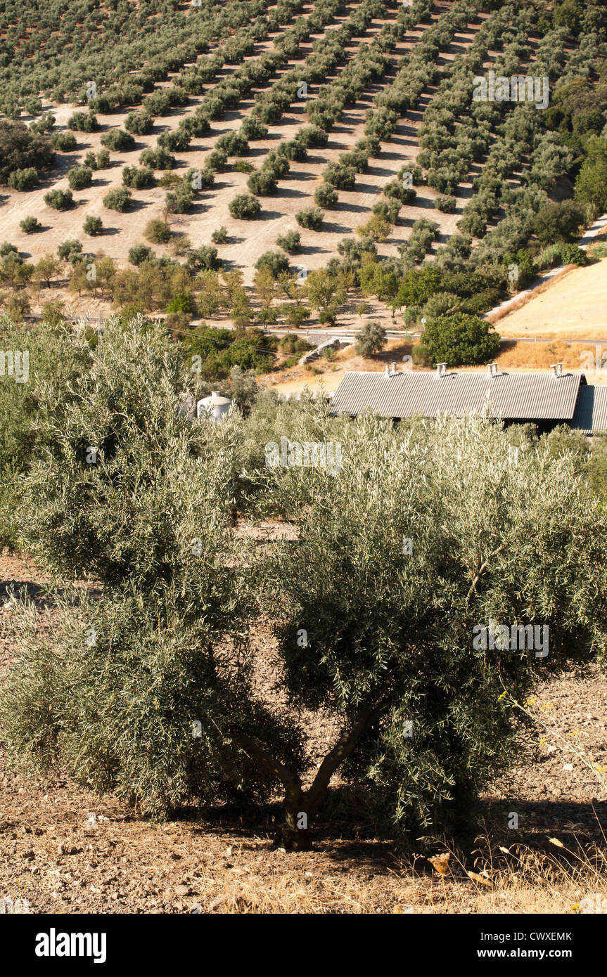Olive trees in plantation. Rows of trees Stock Photo - Alamy