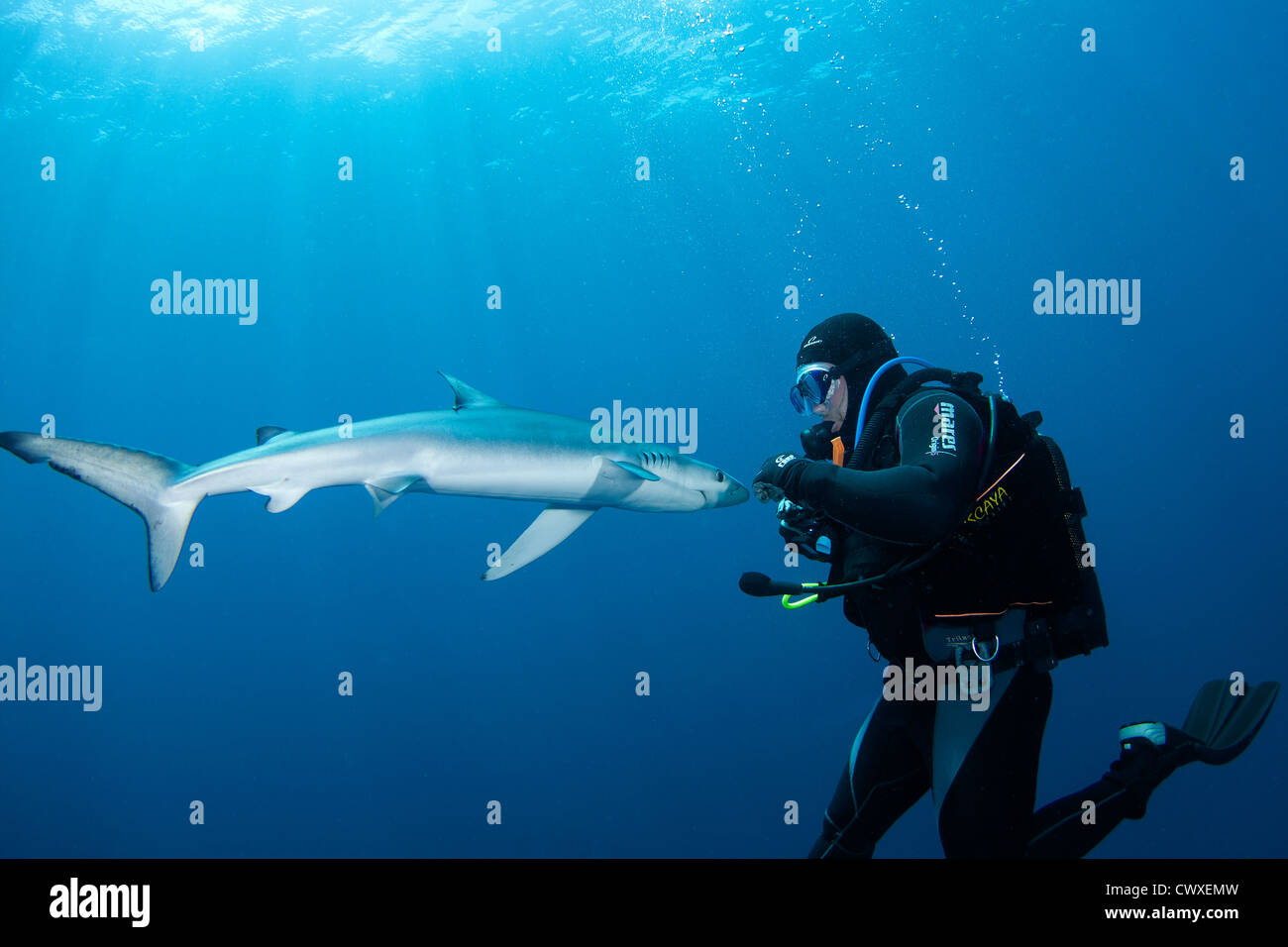 Baited dive with a Blue Shark off the coast of Cape Town, South Africa ...