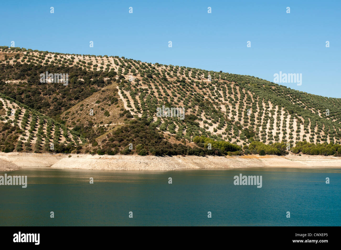 Olive trees in plantation. Rows of trees Stock Photo - Alamy