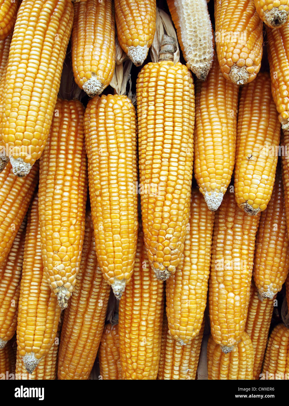 Dried corn background Stock Photo - Alamy