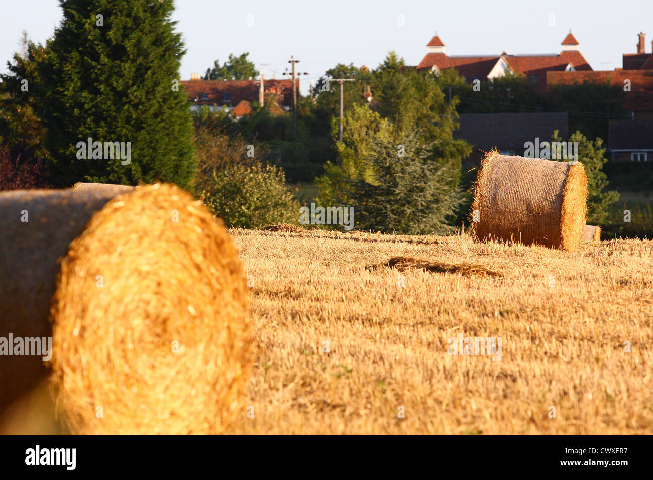 rolls of hay in a field Stock Photo - Alamy