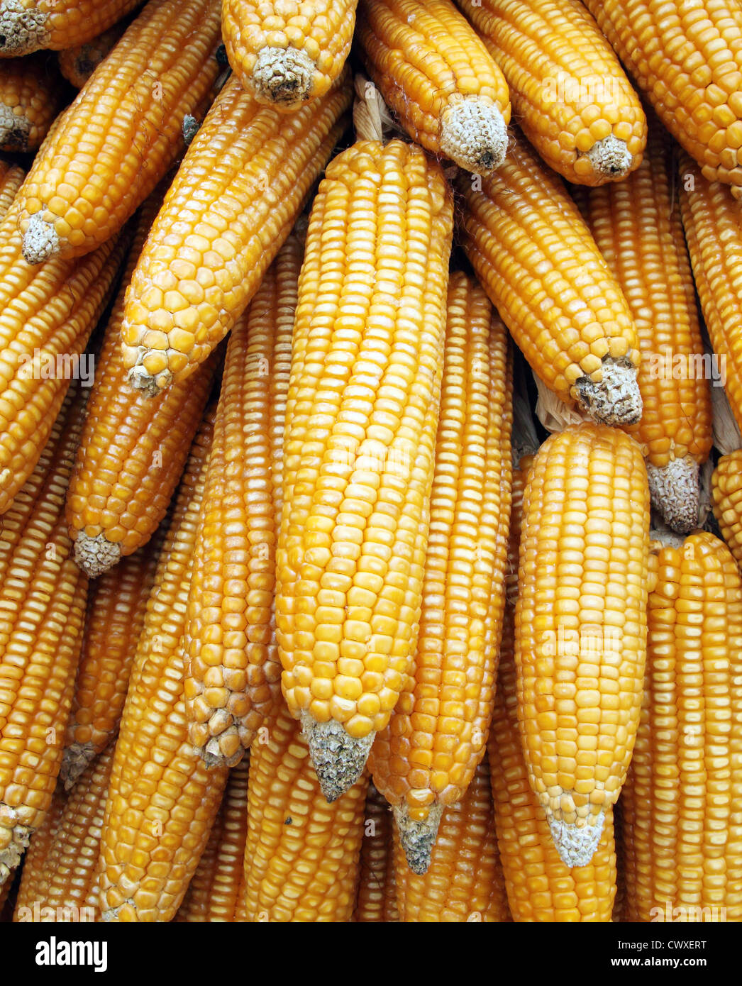 Dried corn background Stock Photo - Alamy
