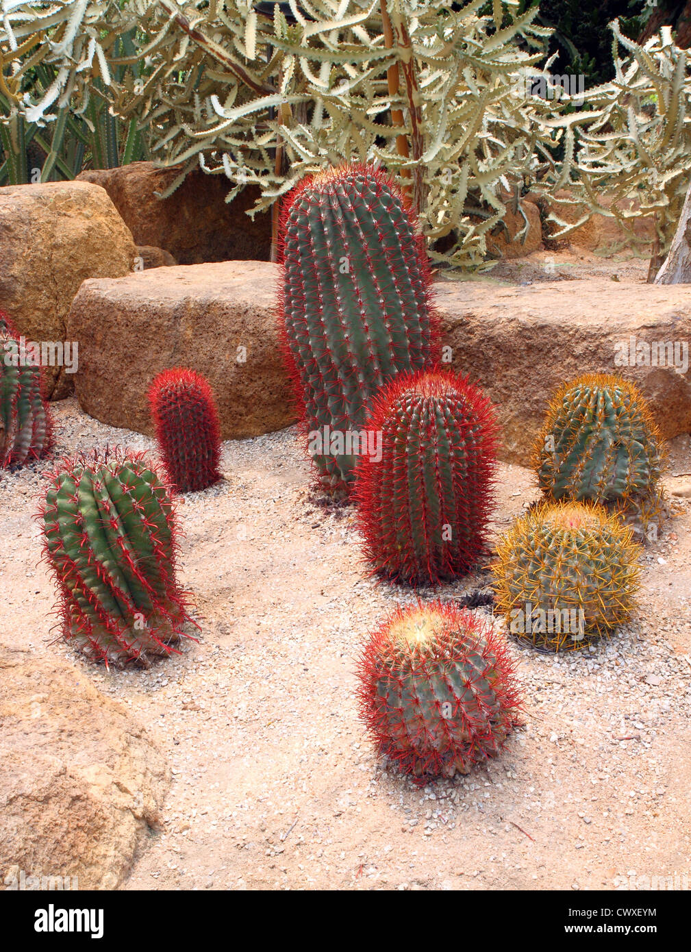 Cactus in Nong Nooch Tropical Botanical Garden, Pattaya, Thailand Stock ...