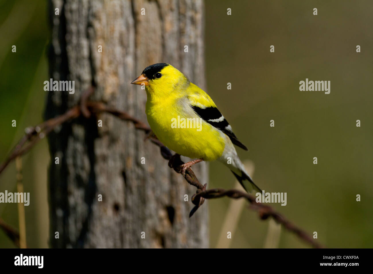 Male goldfinch hi-res stock photography and images - Alamy