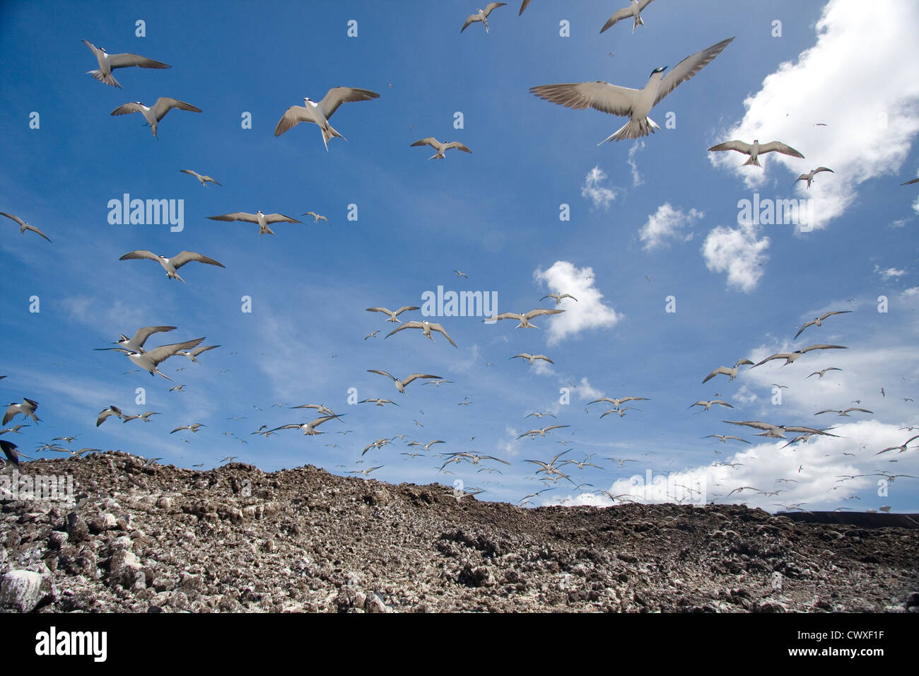 Overhead flight of birds High Resolution Stock Photography and Images ...