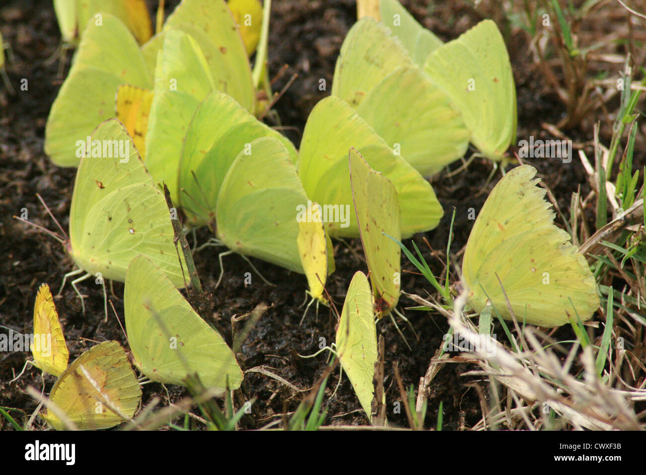 yellow butterfly picture butterflies Stock Photo - Alamy