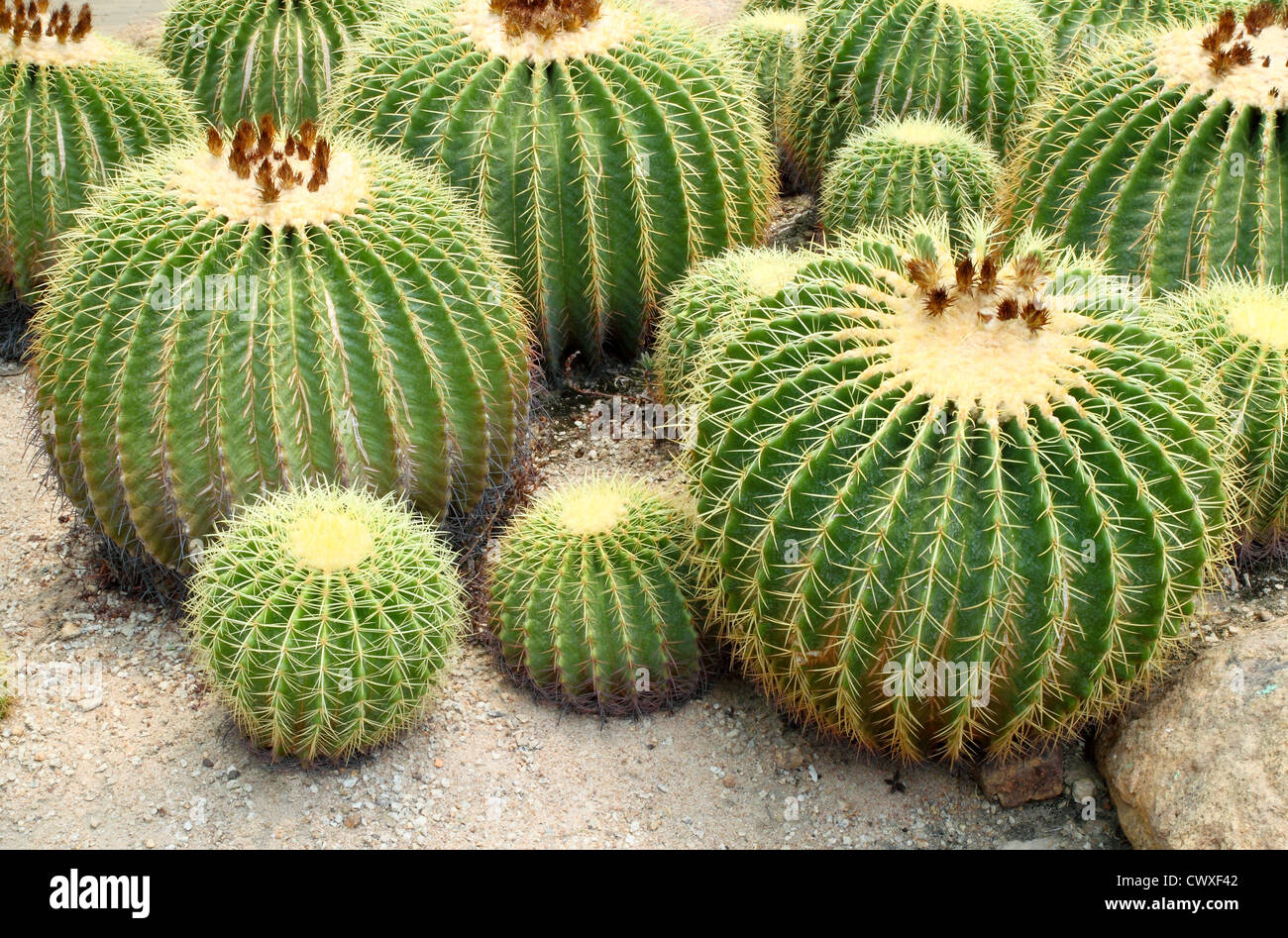 Big round cactus hi-res stock photography and images - Alamy
