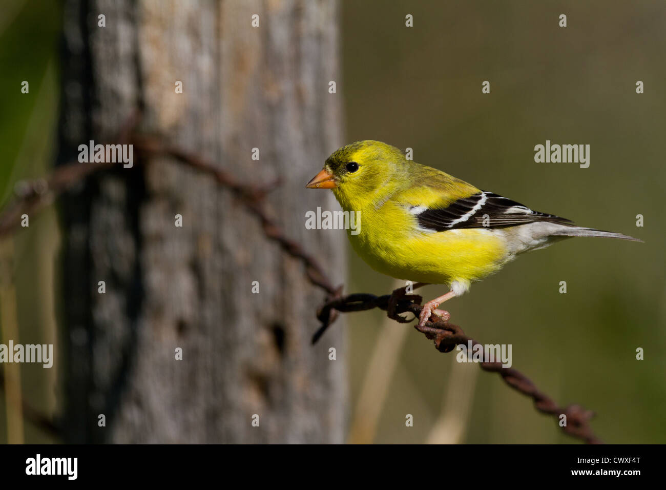 Female American goldfinch Stock Photo - Alamy