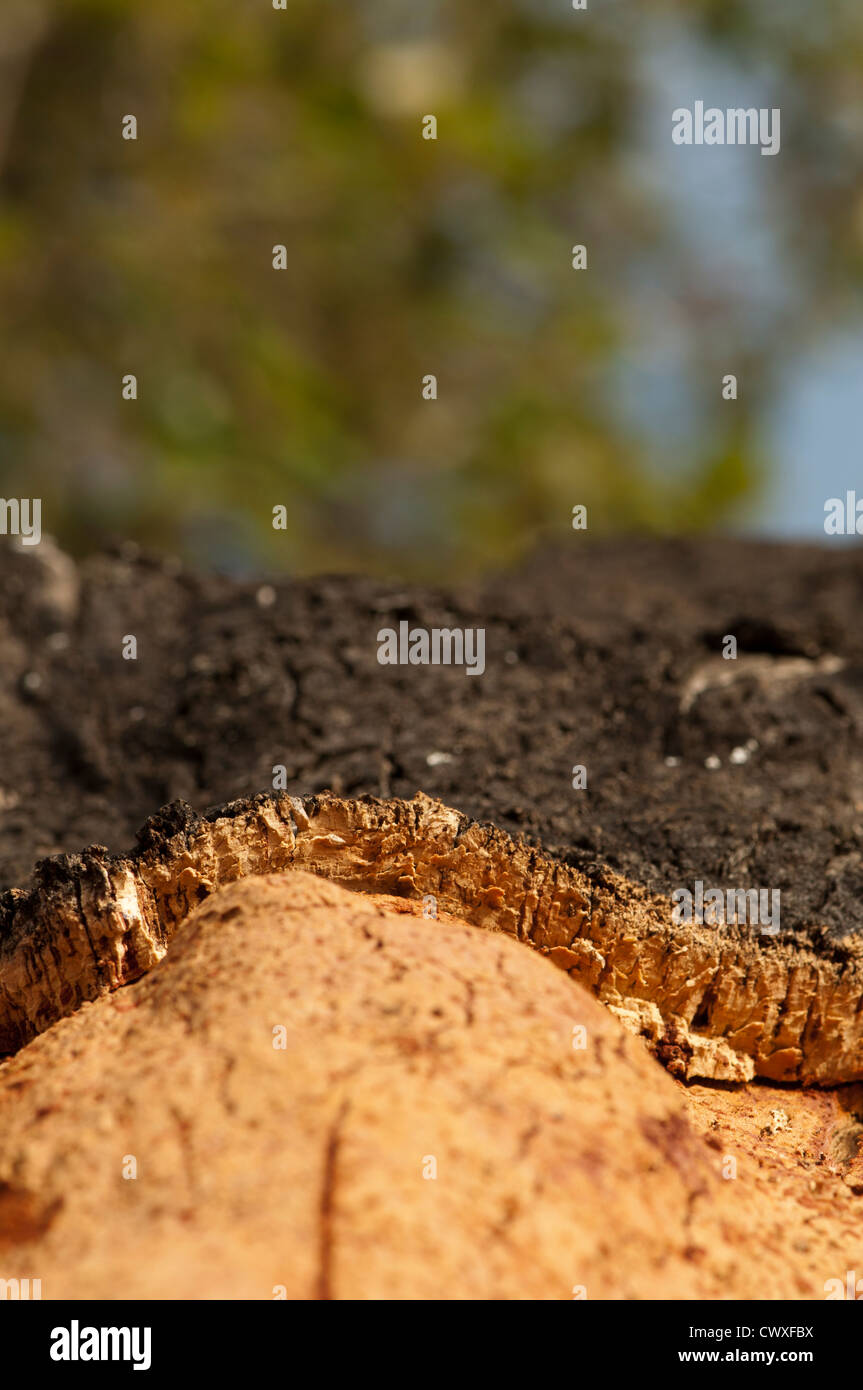 A corkwood tree. Commiphora spp Stock Photo - Alamy