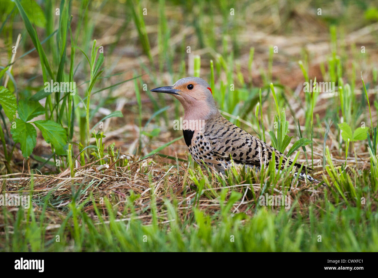 Female northern flicker hi-res stock photography and images - Alamy