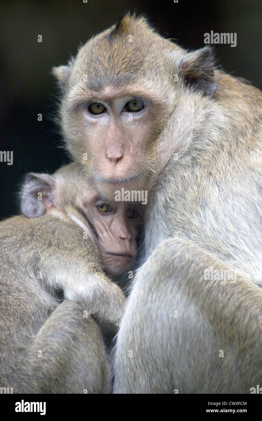 Cute Monkeys In Love