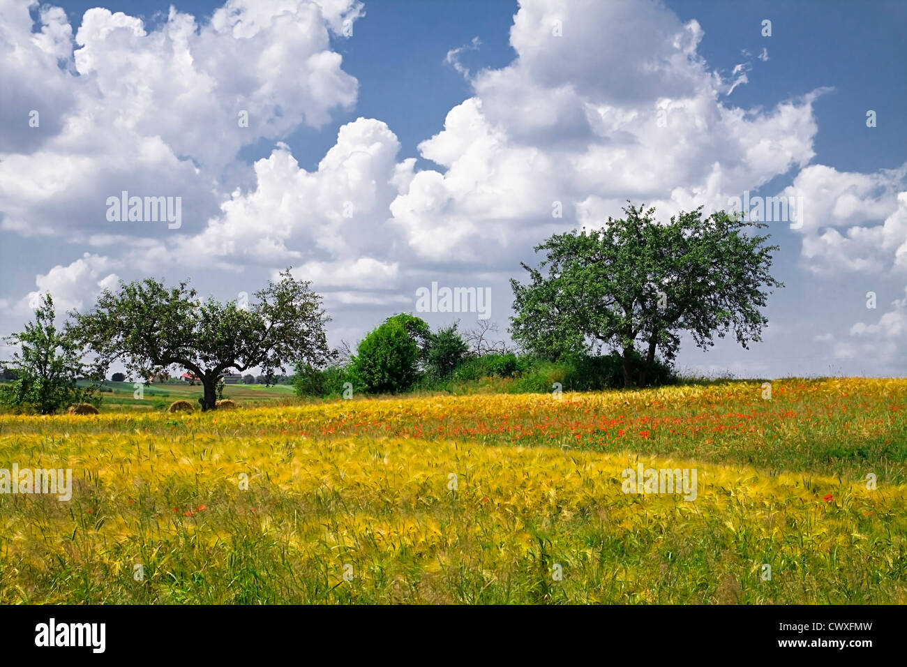 Spring landscape - yellow field lonely tree and the blue sky Stock ...