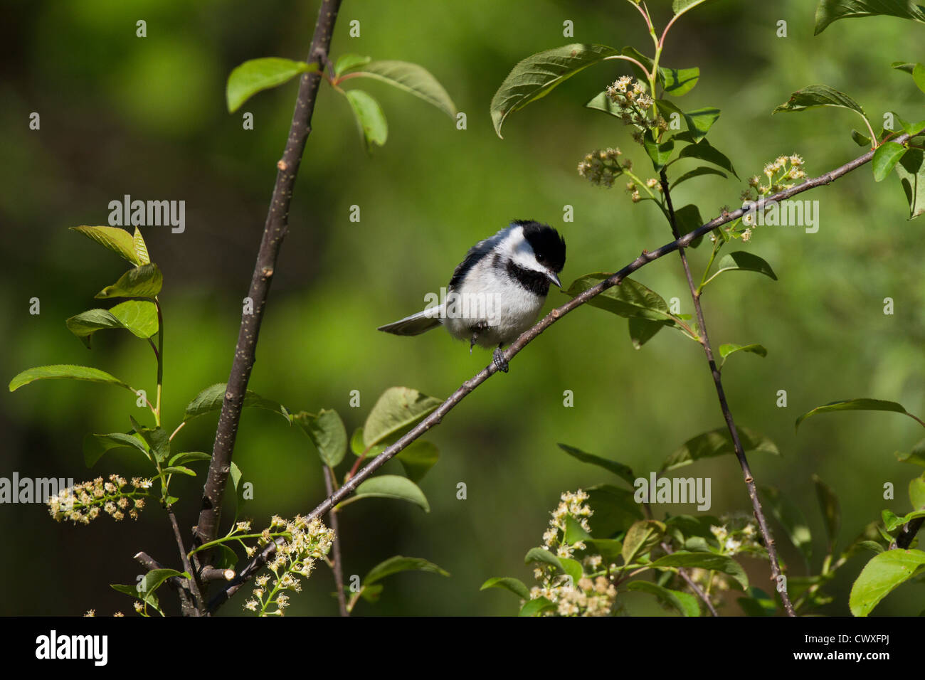 Female chickadee hi-res stock photography and images - Alamy