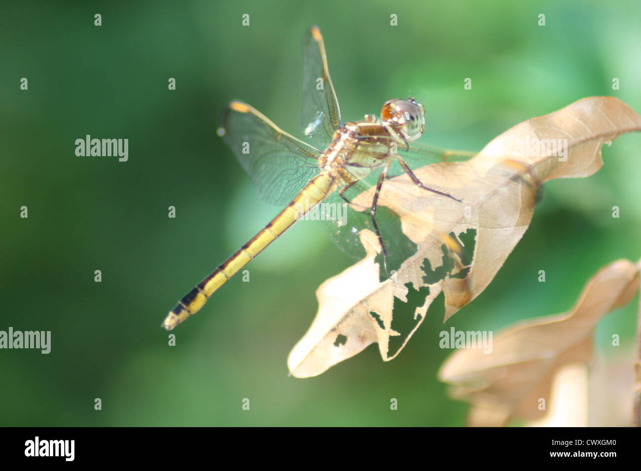 dragonfly photo green and brown dragonflies Stock Photo - Alamy