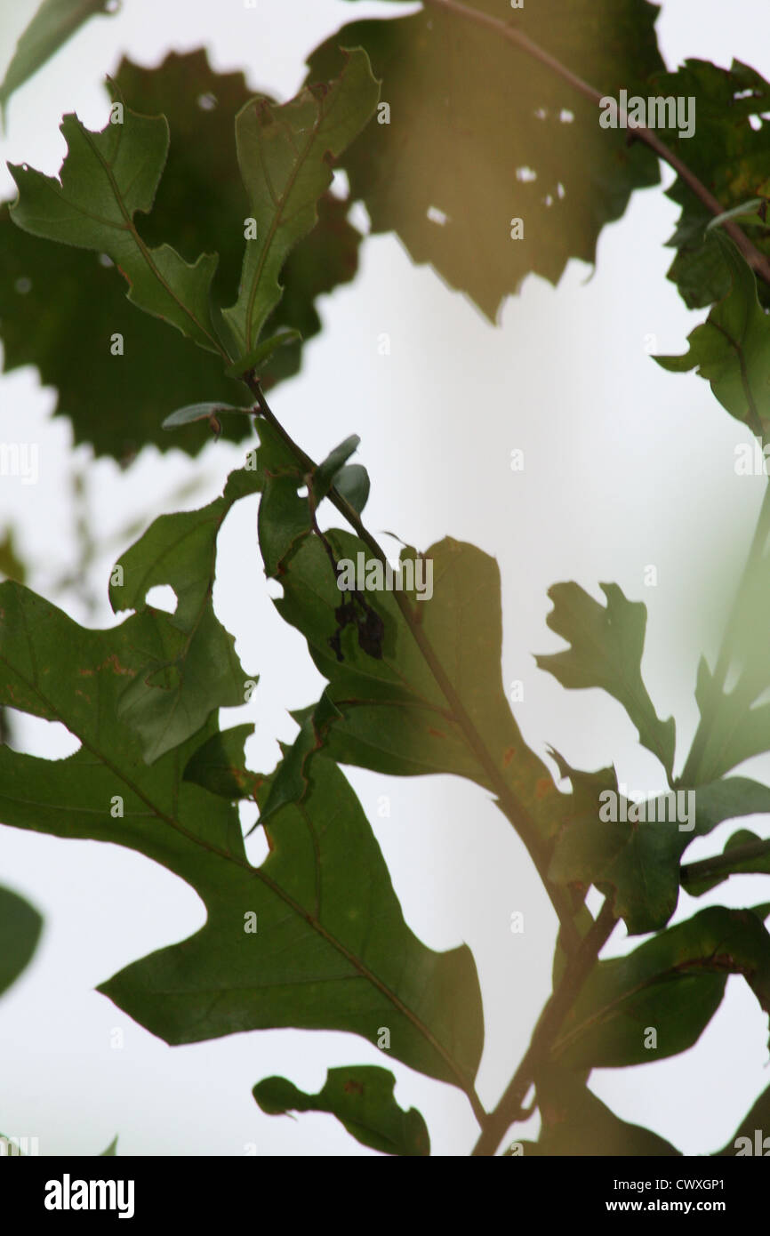 Closeup photos images hi-res stock photography and images - Alamy