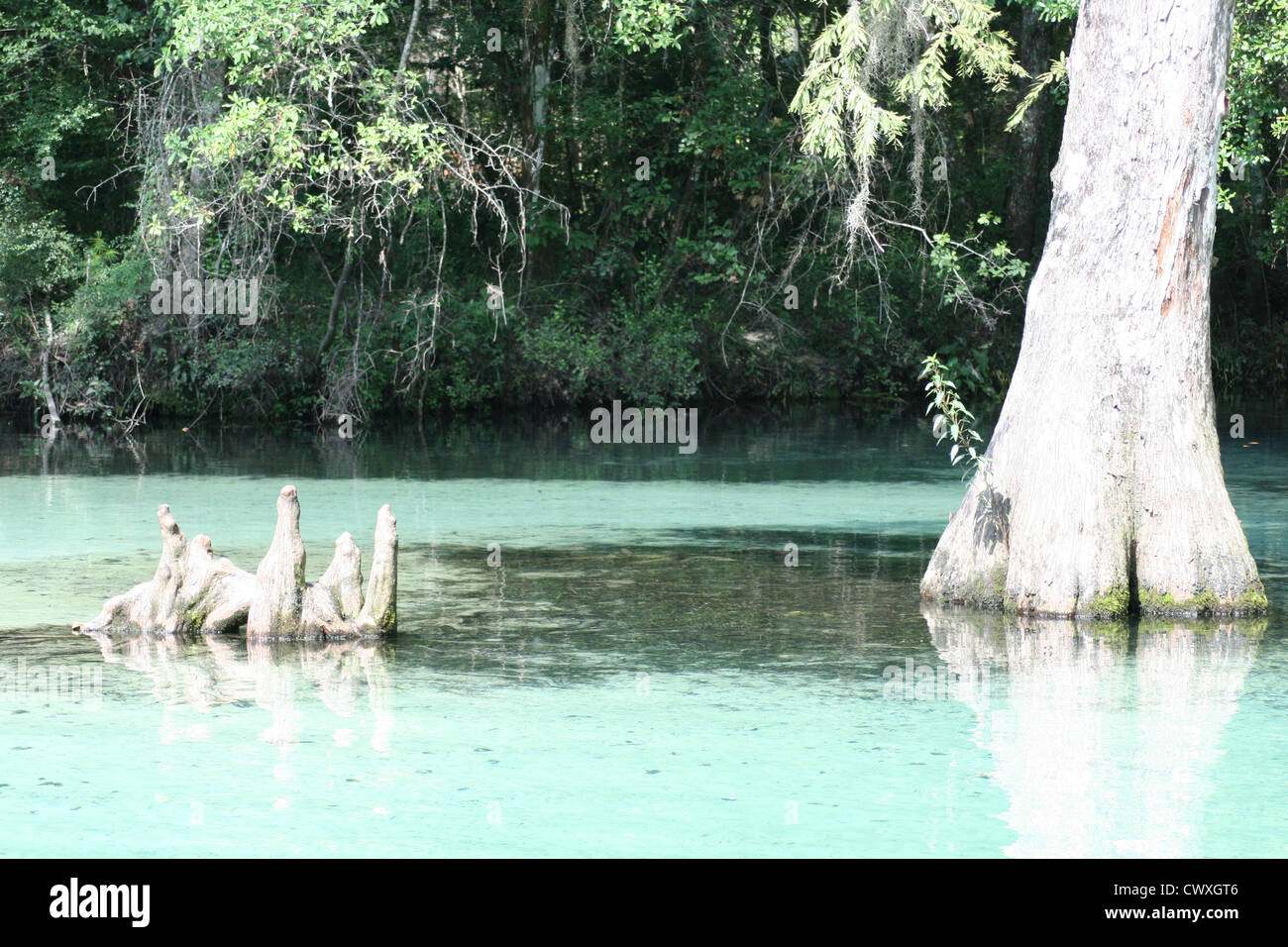 aqua water swamp creek pond Stock Photo - Alamy