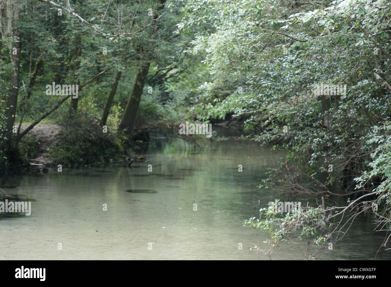 aqua water forest woods landscape Stock Photo - Alamy