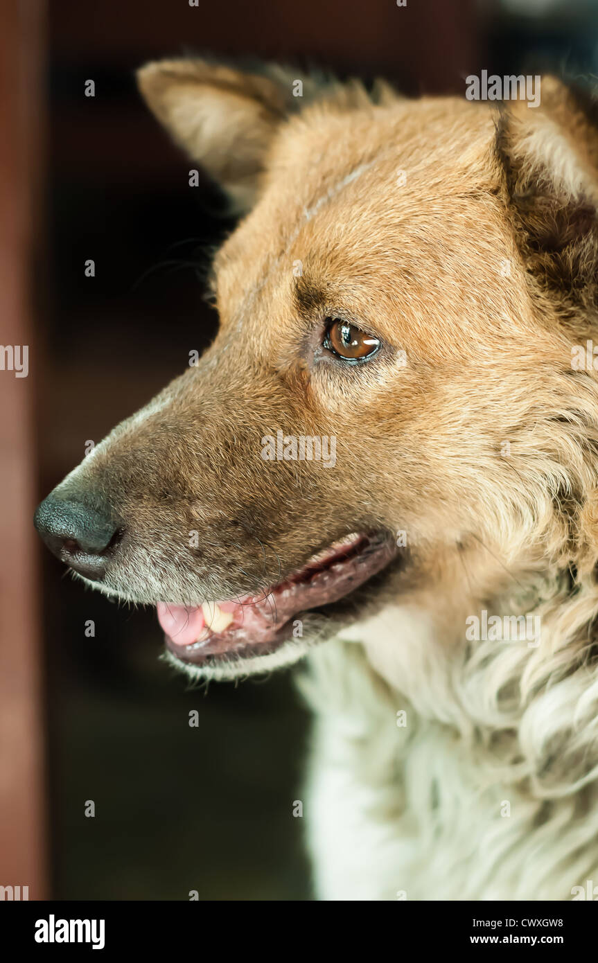 Thai breed hi-res stock photography and images - Alamy
