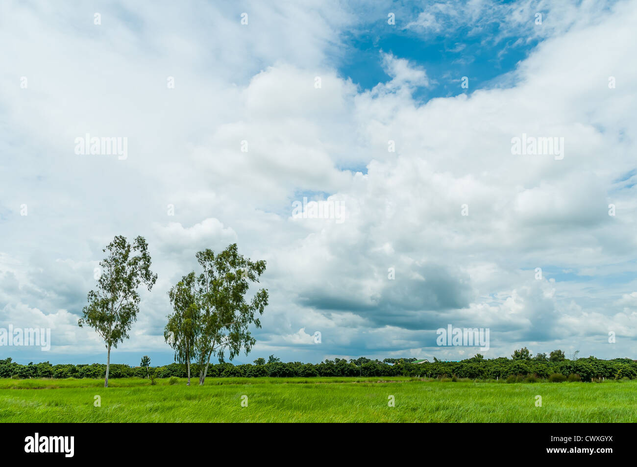 Tree in grass field with cloud and blue sky Stock Photo - Alamy