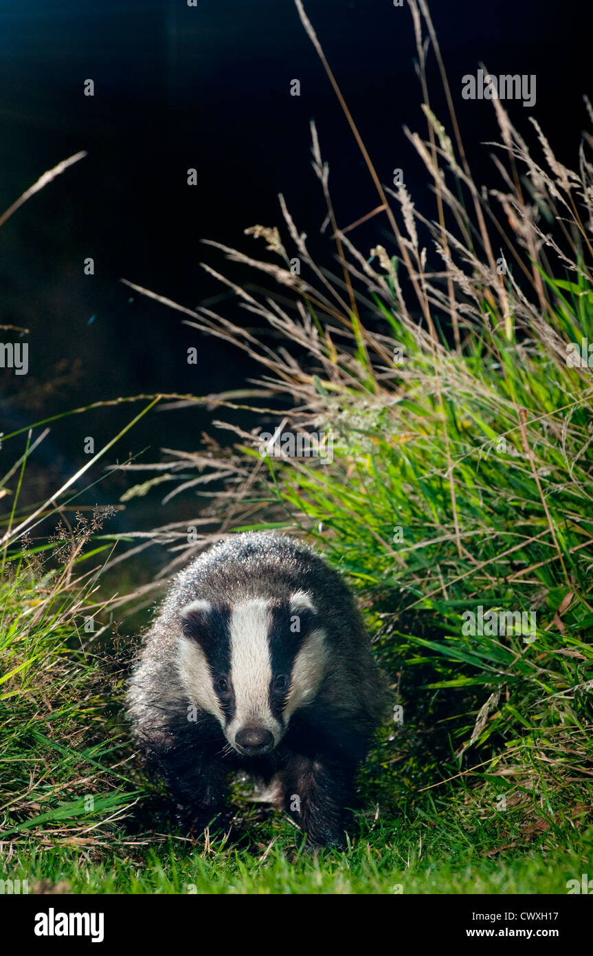 Badger night hi-res stock photography and images - Alamy