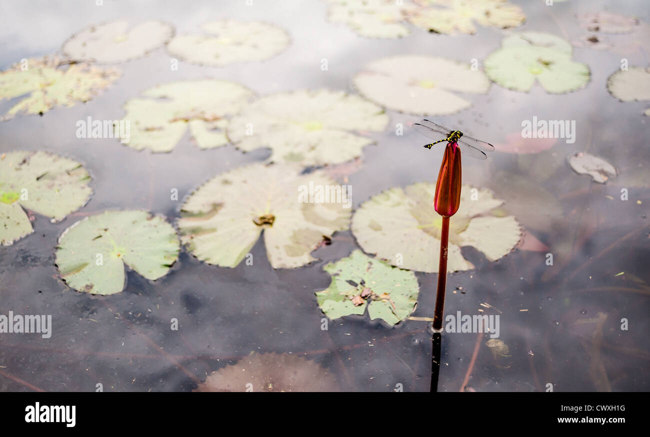 Dragonfly rest at lotus in swamp Stock Photo - Alamy
