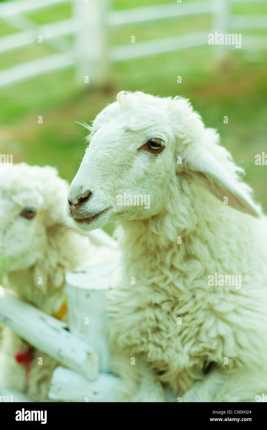 Sheep corral hi-res stock photography and images - Alamy