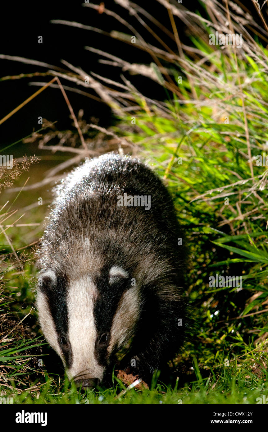 Badger night hi-res stock photography and images - Alamy