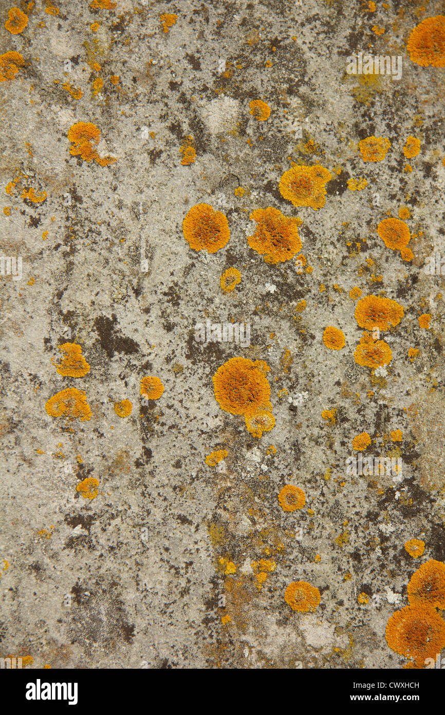 Lichen coated stone hi-res stock photography and images - Alamy