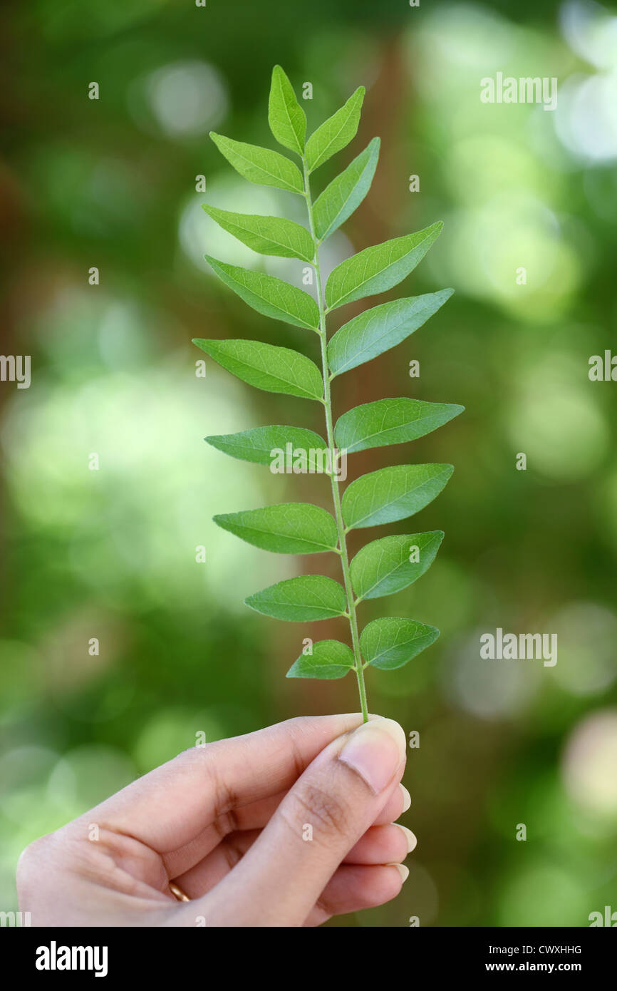 Curry leaves hi-res stock photography and images - Alamy