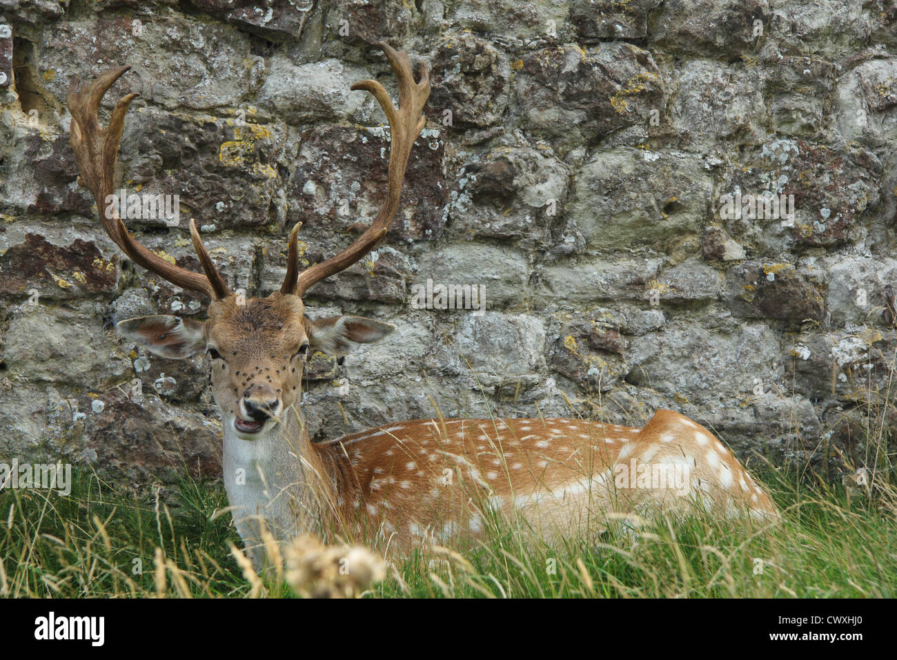 Deer covered in flies Stock Photo - Alamy