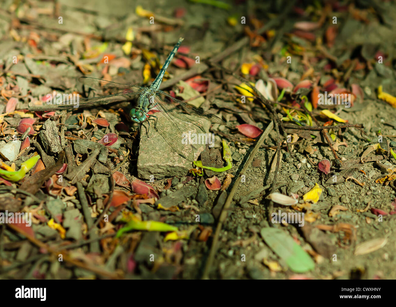 dragonfly rest at a rock in nature Stock Photo - Alamy