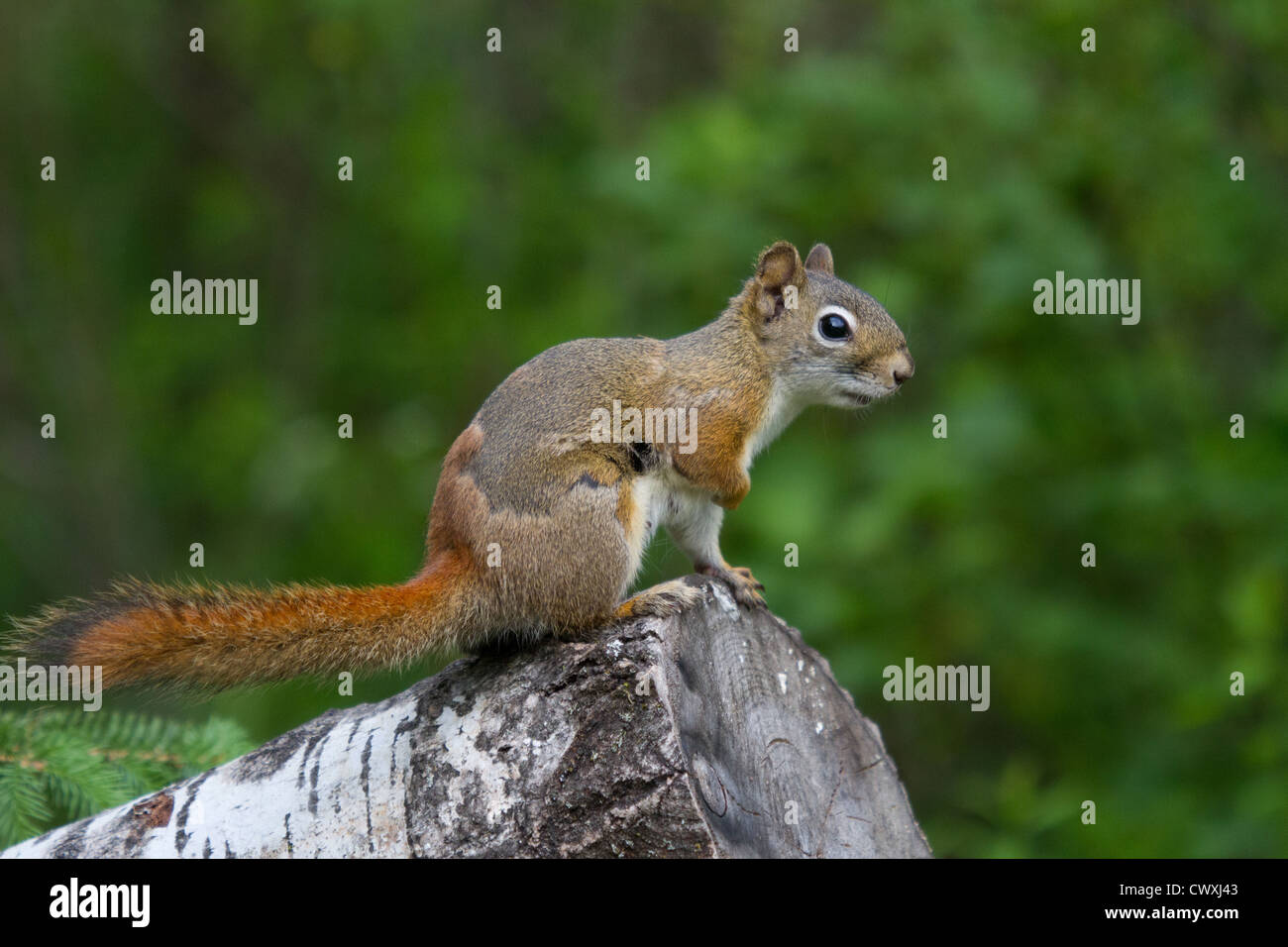 Wisconsin red squirrel hi-res stock photography and images - Alamy