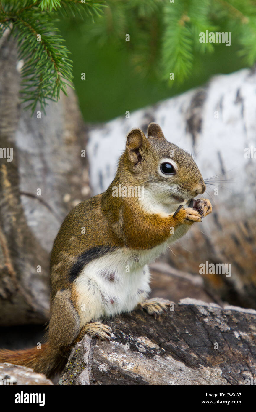 Wisconsin red squirrel hi-res stock photography and images - Alamy
