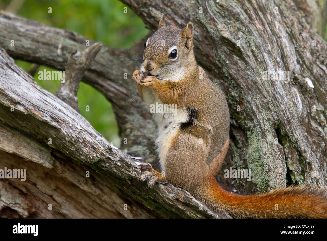 Wisconsin red squirrel hi-res stock photography and images - Alamy