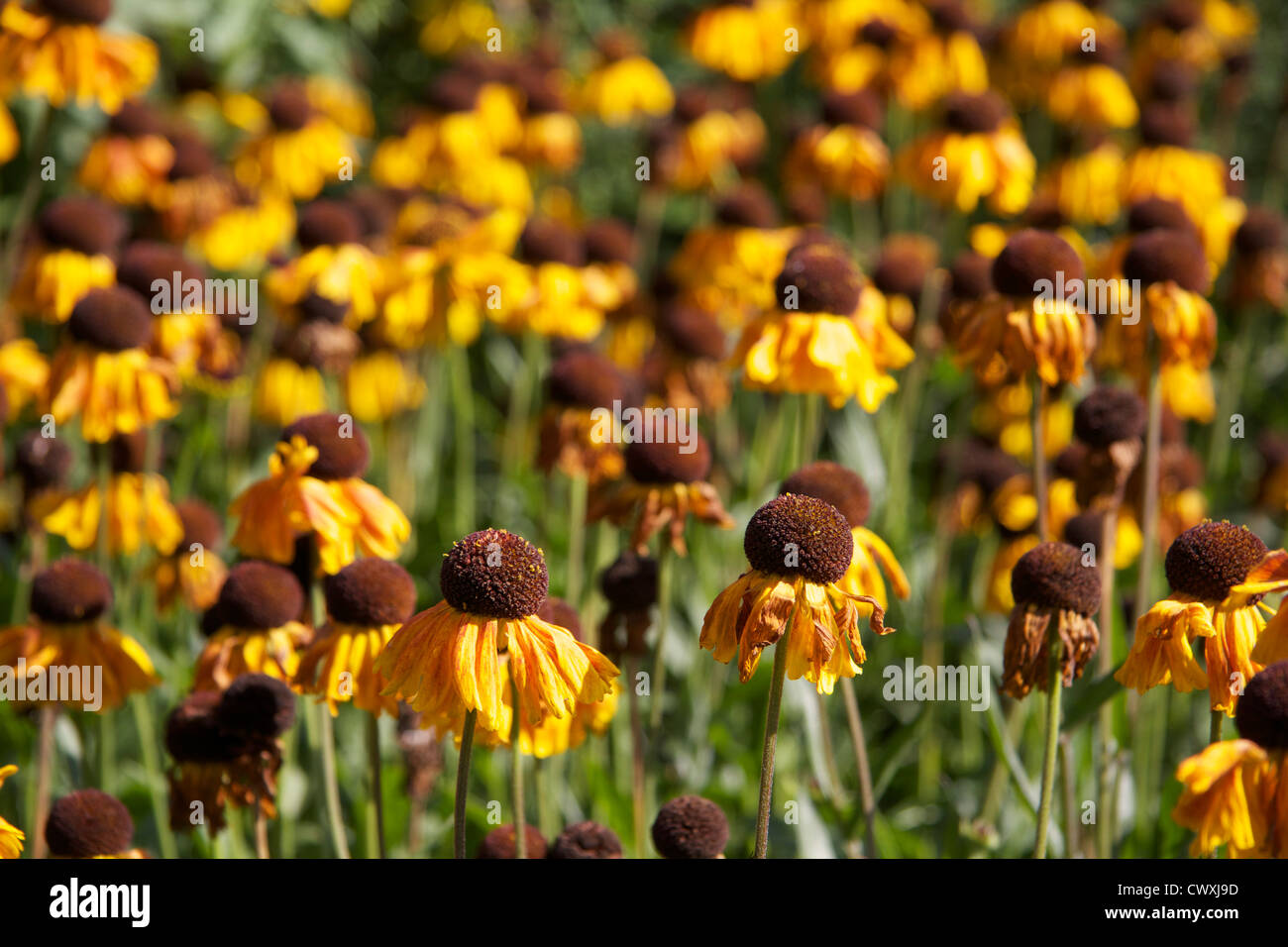 Field of Heleniums Stock Photo - Alamy