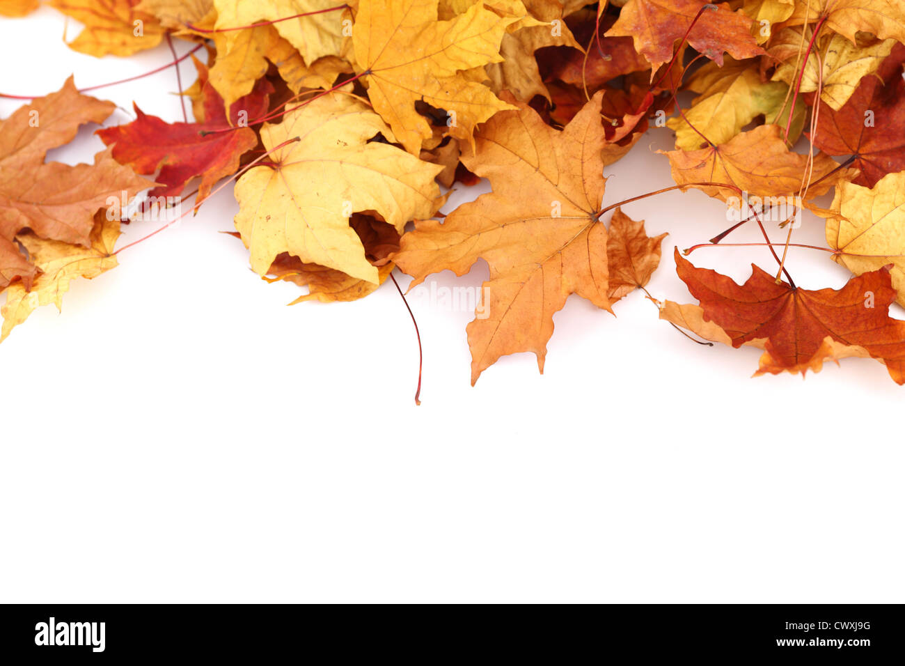 autumn leaves isolated in studio Stock Photo - Alamy