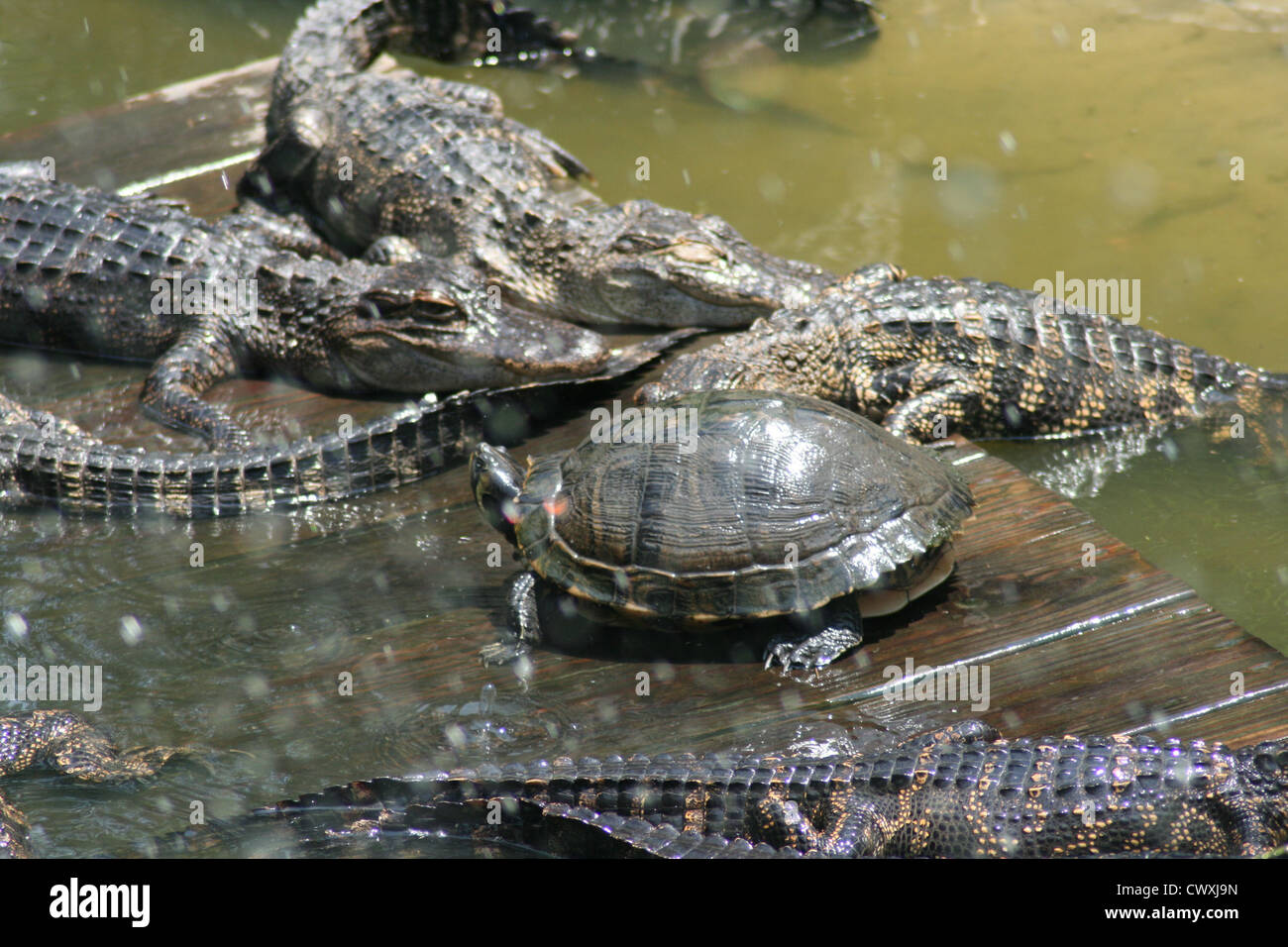 water turtles and alligators Stock Photo - Alamy