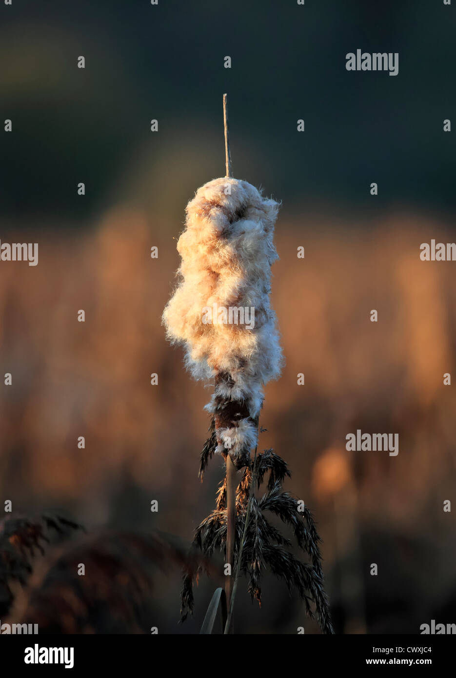 Bull rush gone to seed hi-res stock photography and images - Alamy